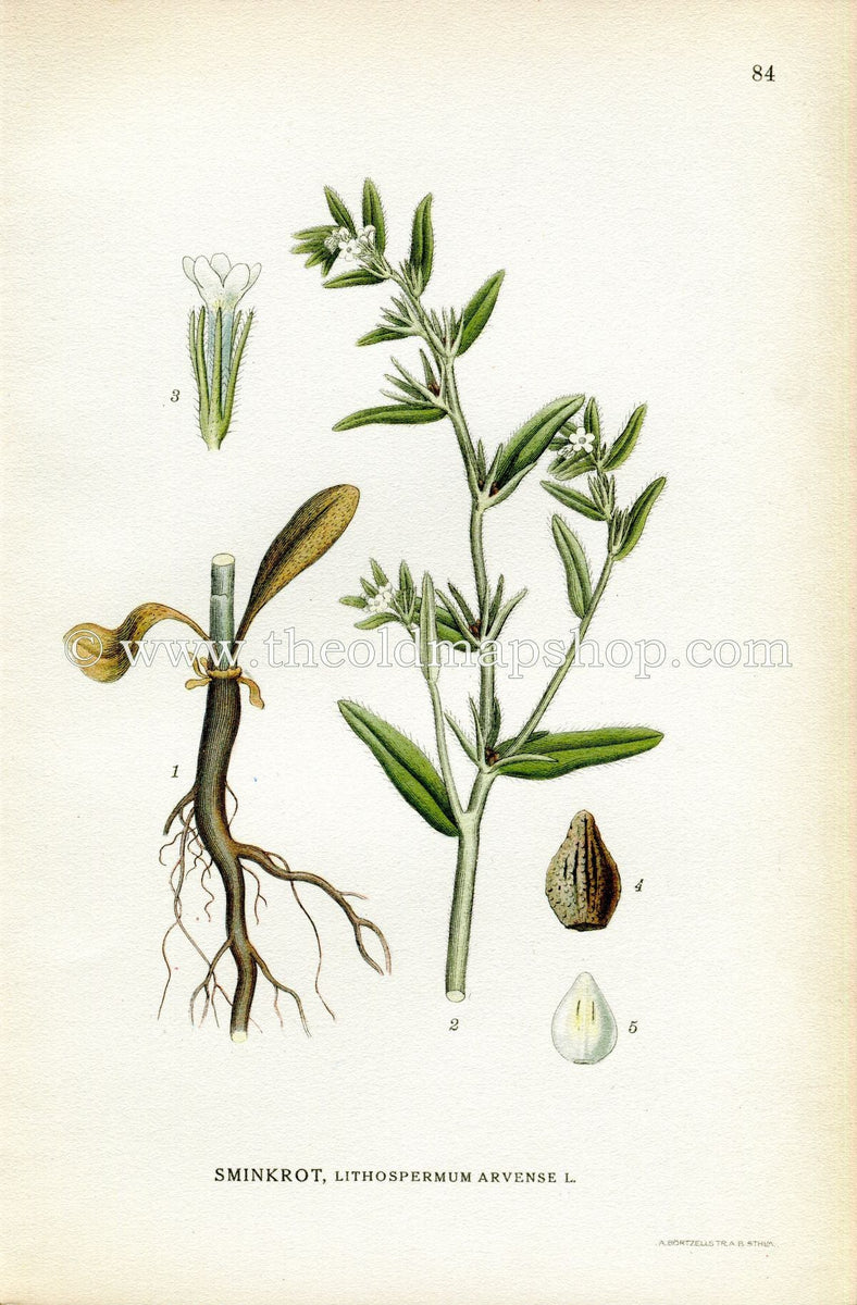 1922 Field Gromwell, Corn Gromwell Antique Print (Lithospermum Arvense ...