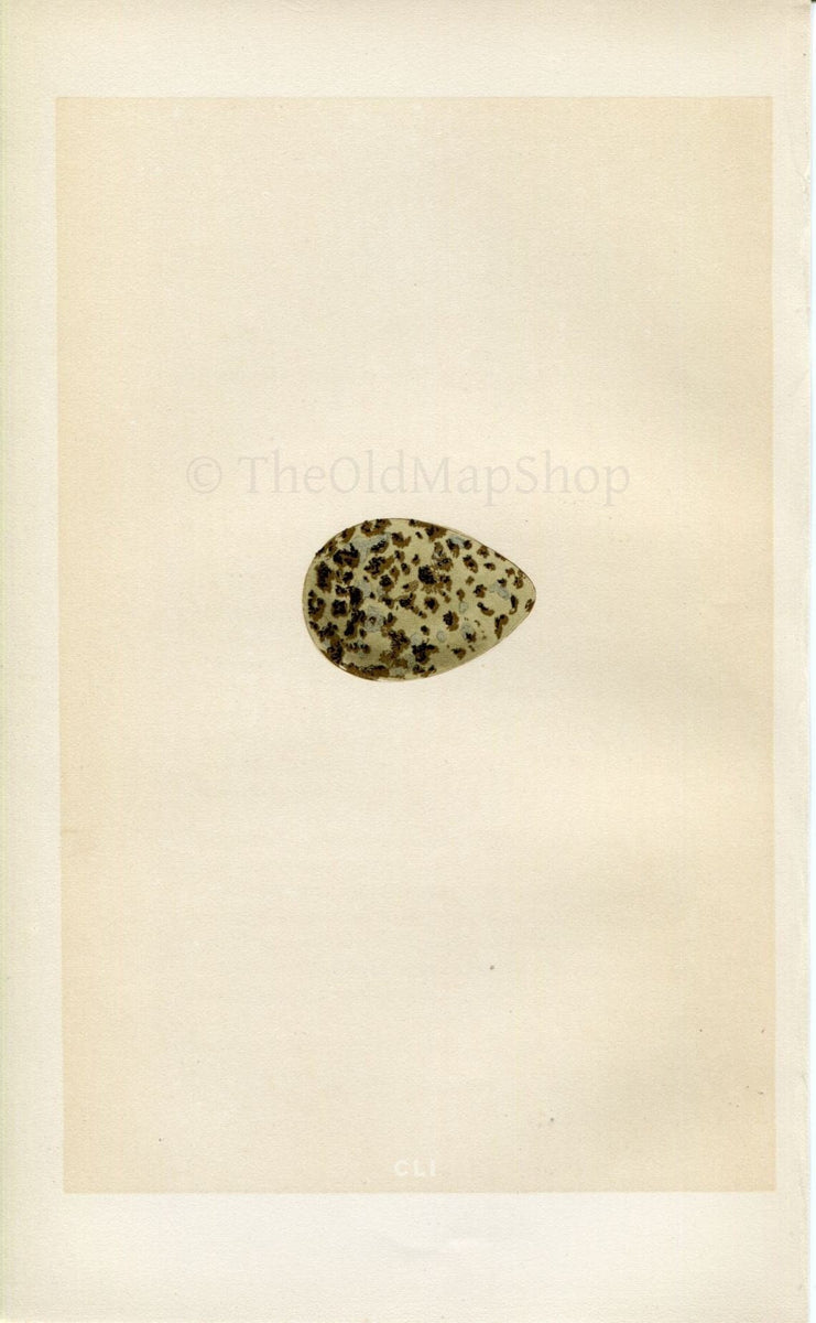 Morris Antique Birds Egg Print, Dotterel, 1867 Book Plate CLI – The Old ...