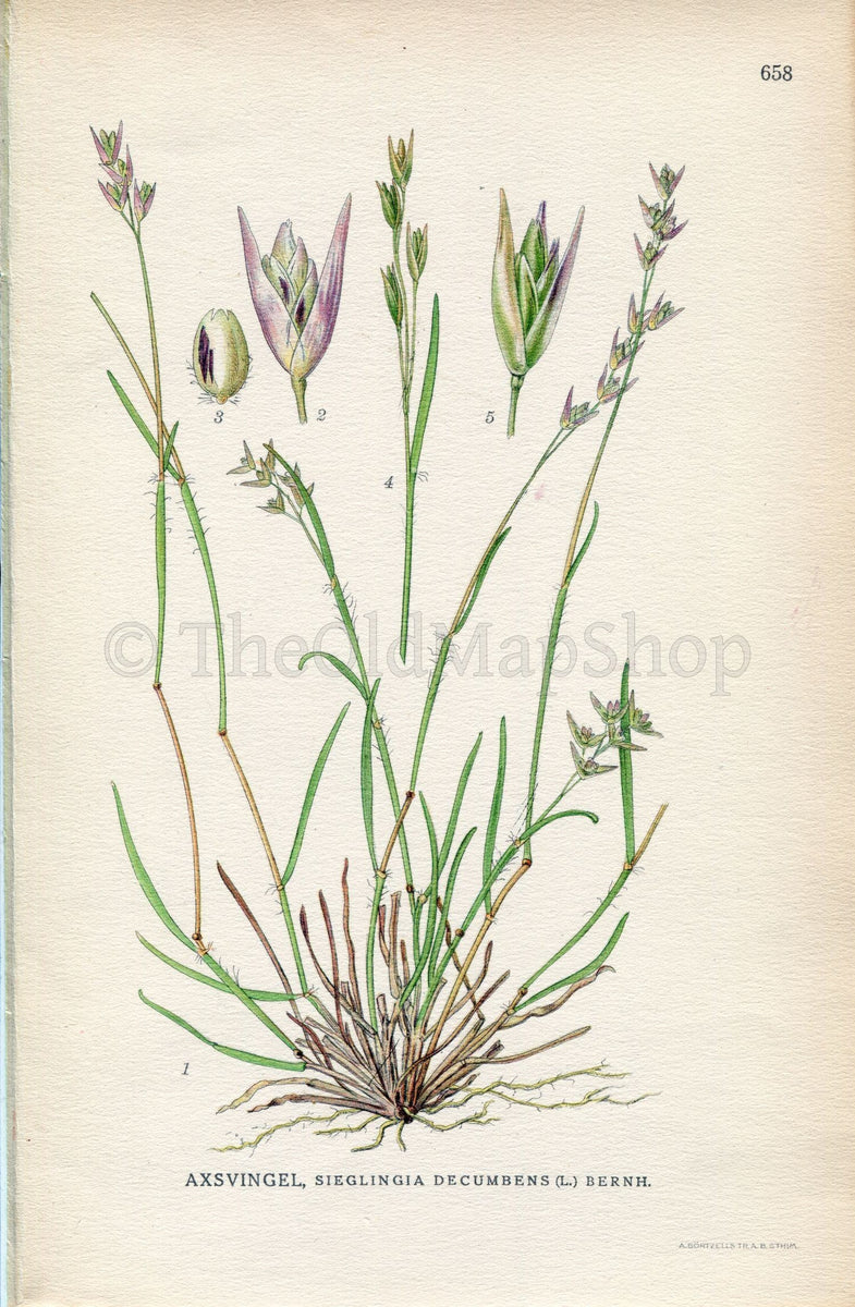 1926 Heath Grass, Heath-grass, Danthonia decumbens (Sieglingia decumbe ...